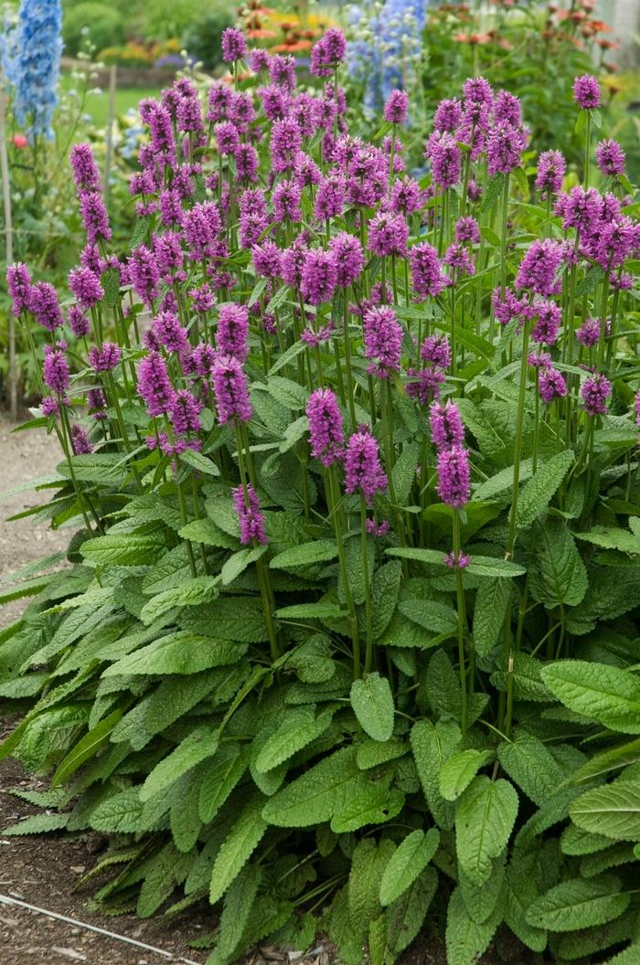 Stachys monieri 'Hummelo' Betony from Wallish Greenhouses