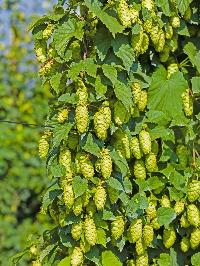 Humulus lupulus 'Cascade' Hops from Wallish Greenhouses
